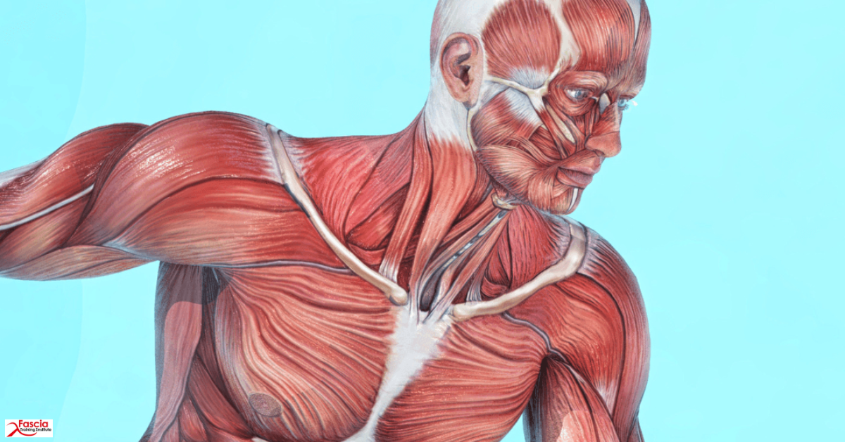 The Science Behind Releasing Muscle and Fascia: Why Hands-On Techniques ...